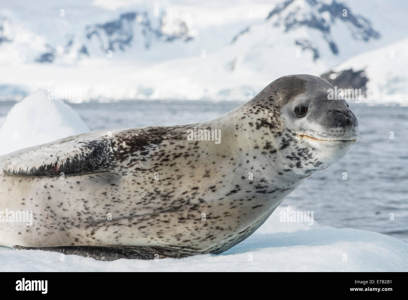 Leopard seal in Antarctica Stock Photo - Alamy