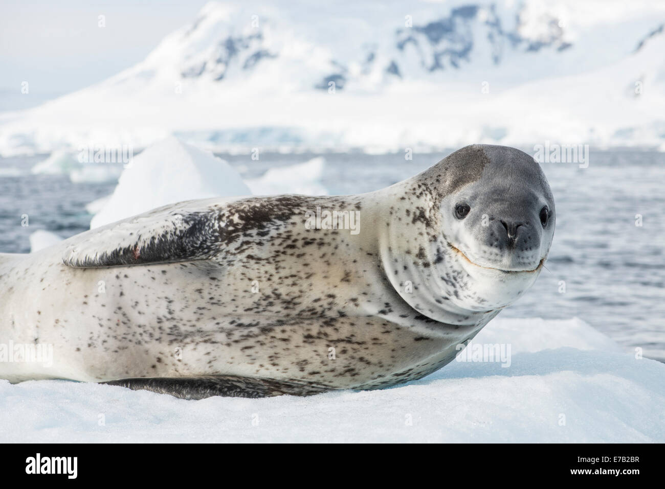 Leopard seal in Antarctica Stock Photo - Alamy