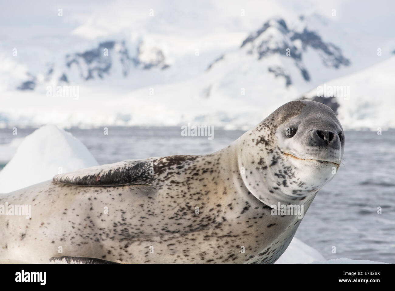Leopard seal in Antarctica Stock Photo - Alamy