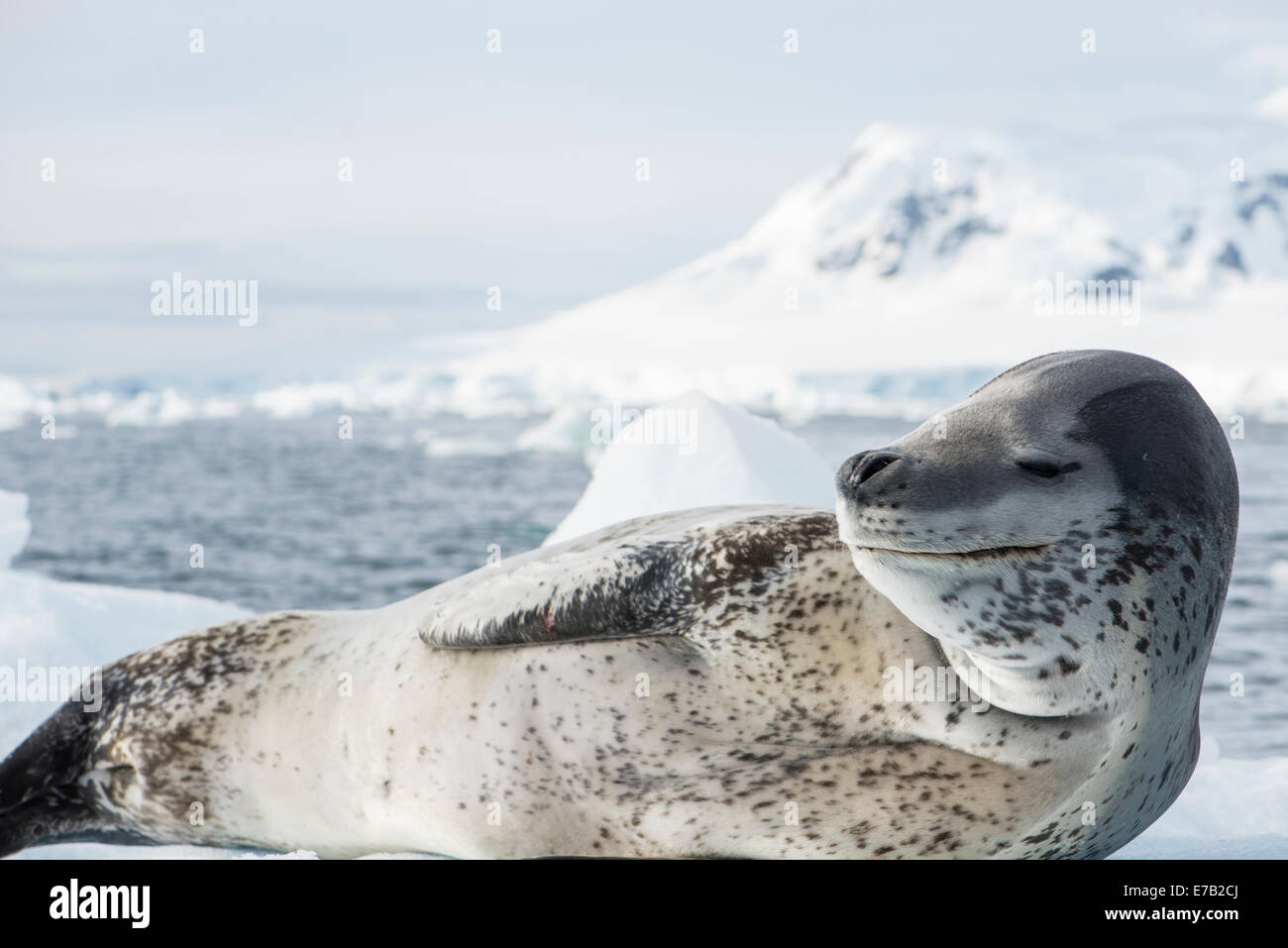 Leopard seal in Antarctica Stock Photo - Alamy