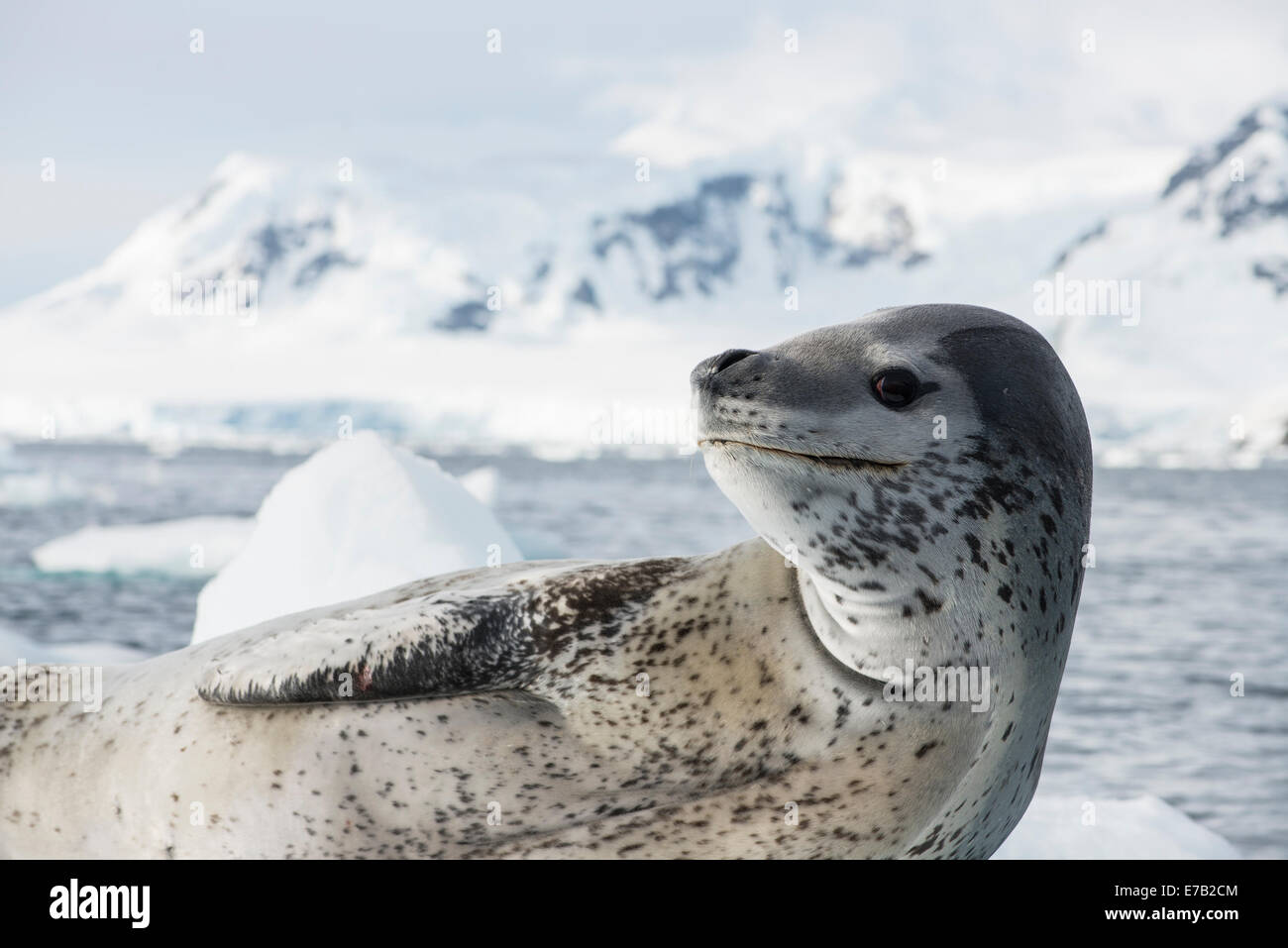 Leopard seal in Antarctica Stock Photo - Alamy