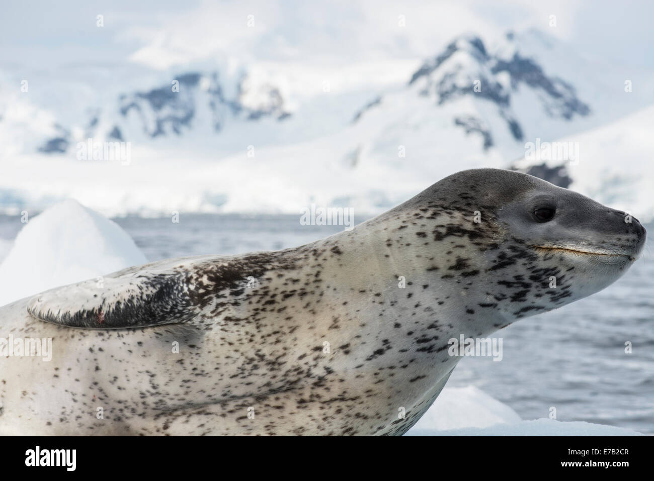 Leopard seal in Antarctica Stock Photo - Alamy