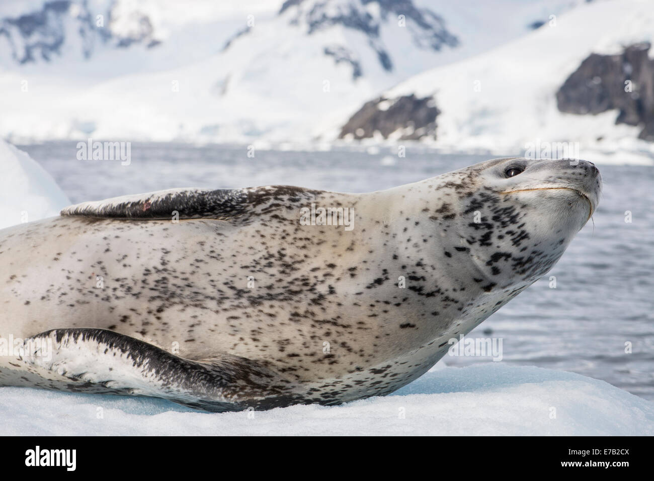 Seal leopard hi-res stock photography and images - Alamy