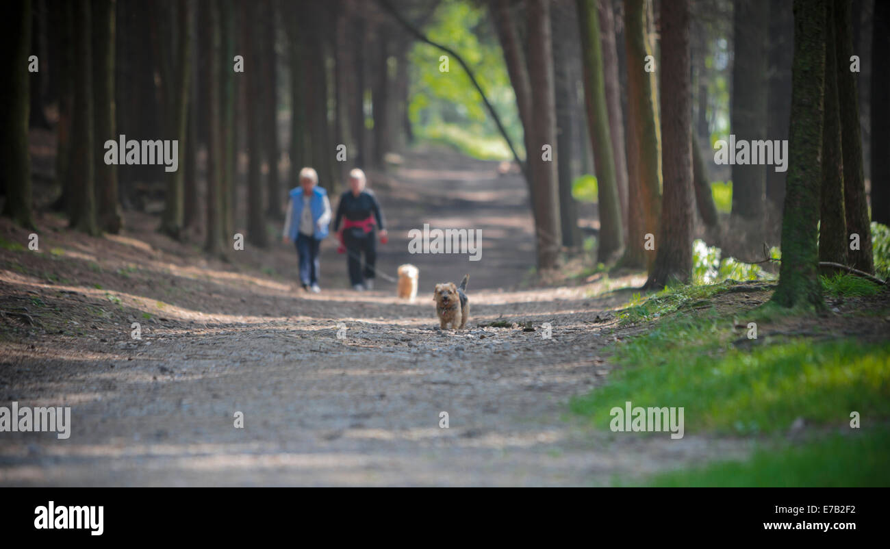 Dogs puppies walking with mans best friend enjoying life outside with a ...