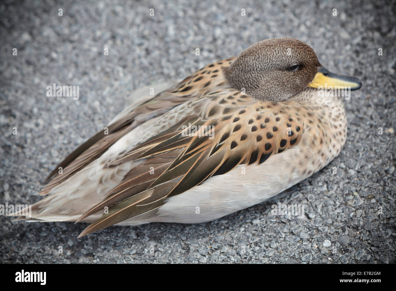 Bird in nature serene waiting Stock Photo - Alamy