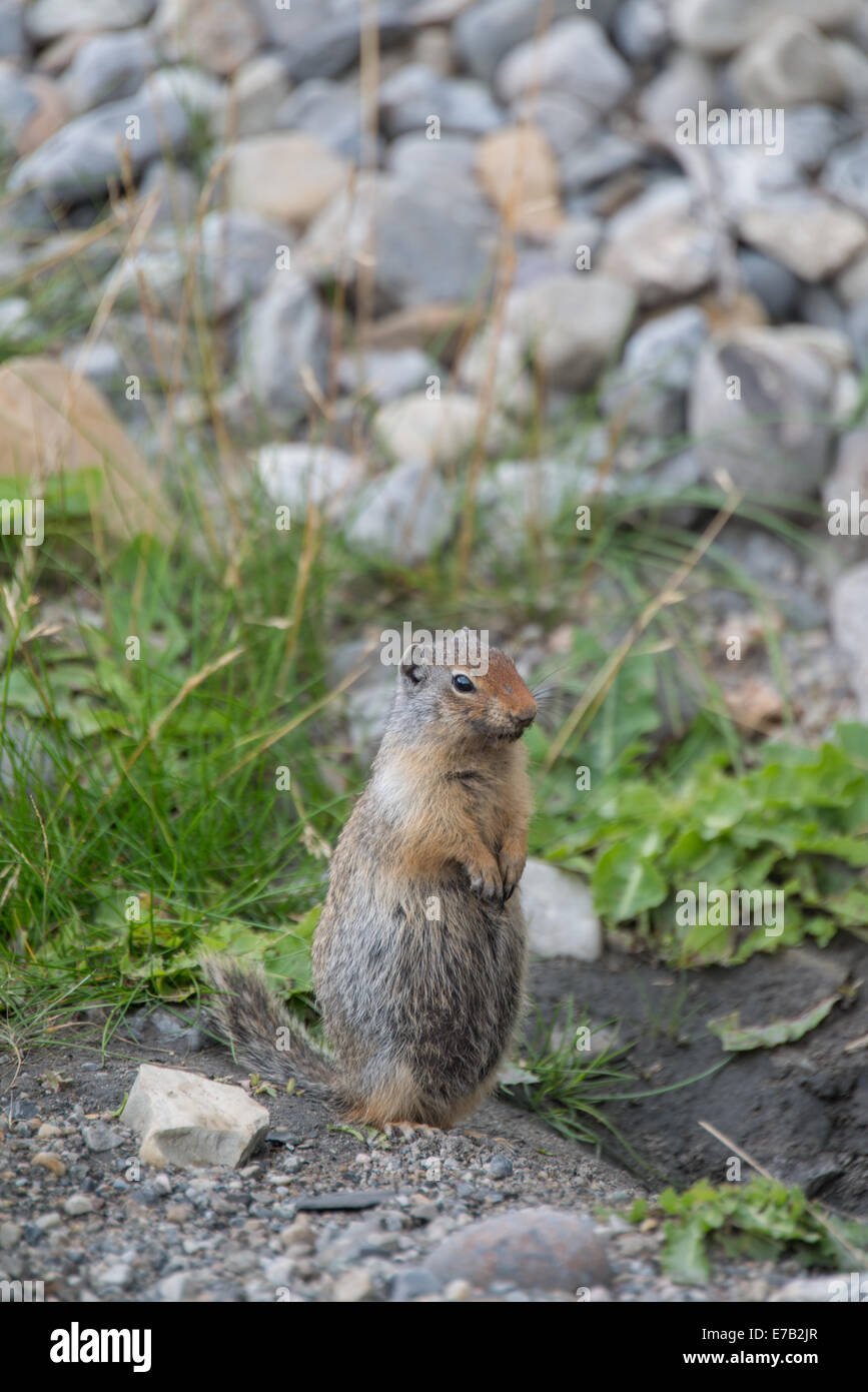 Squirrel in banff national park hi-res stock photography and images - Alamy