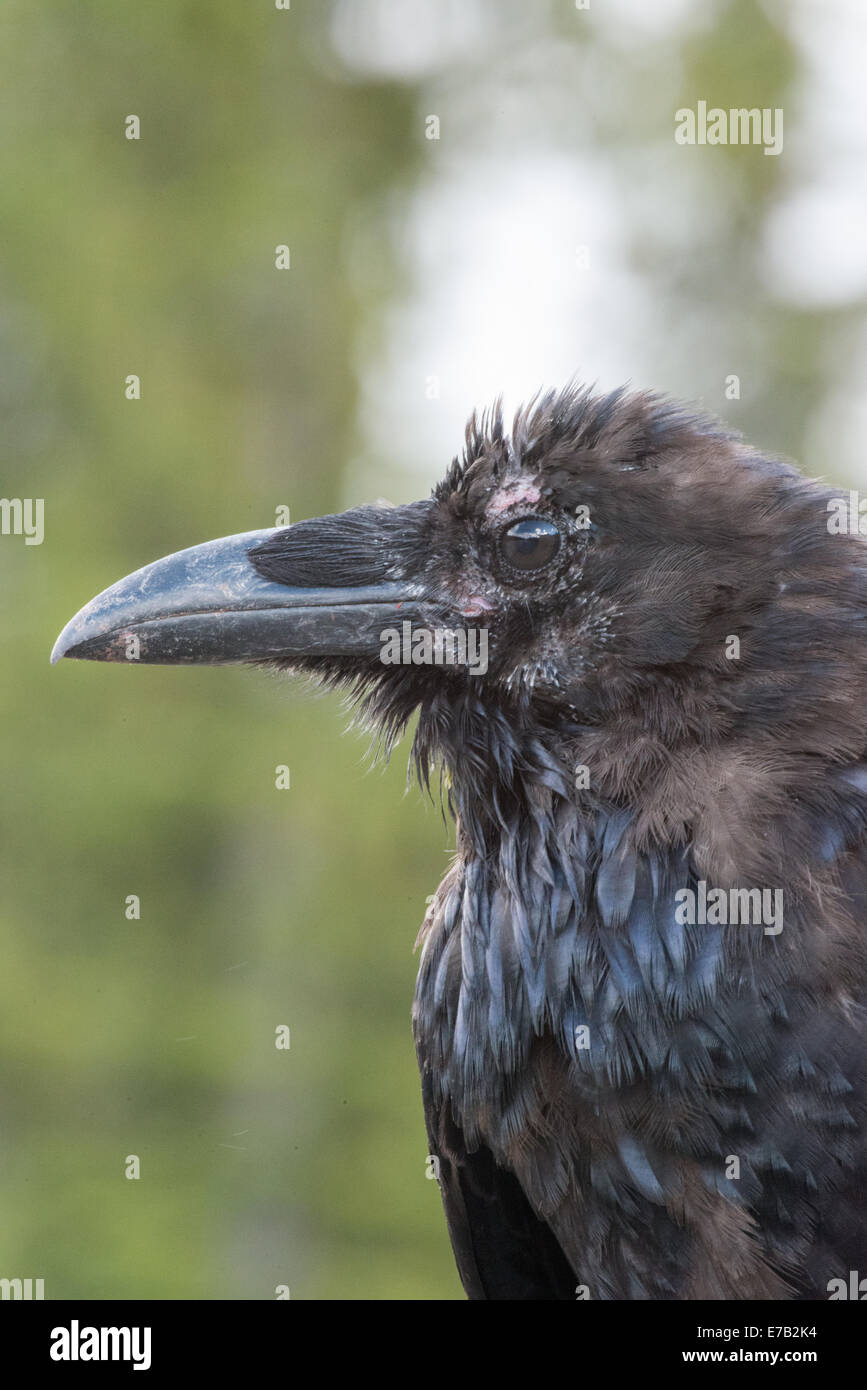 Common raven in the Canadian Rockies Stock Photo - Alamy