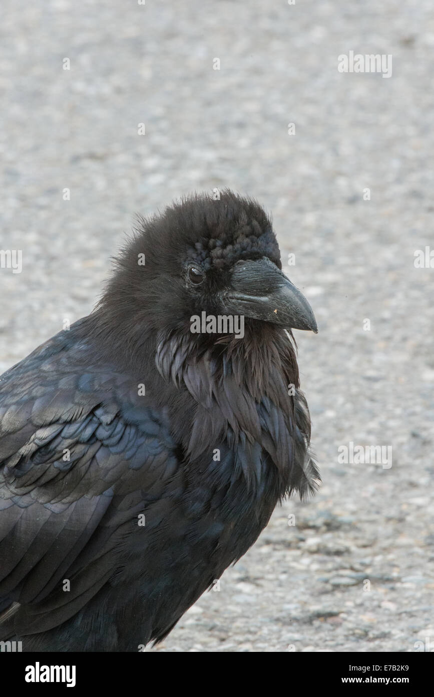 Canadian raven hi-res stock photography and images - Alamy