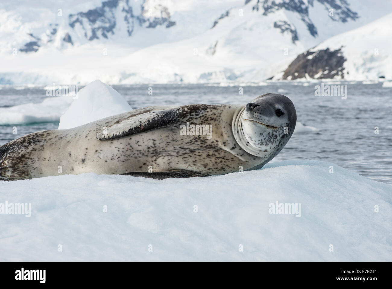 Leopard seal hi-res stock photography and images - Alamy