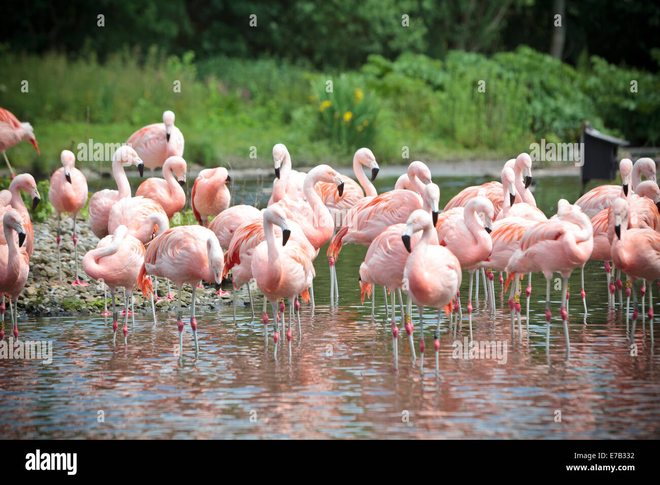Bird in nature serene waiting Stock Photo - Alamy