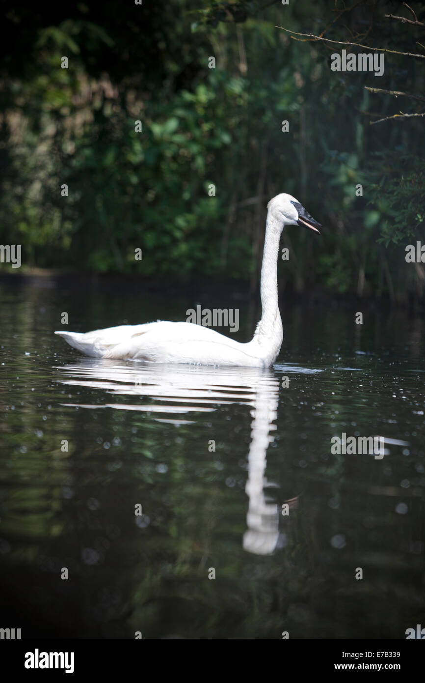 Bird in nature serene waiting Stock Photo - Alamy