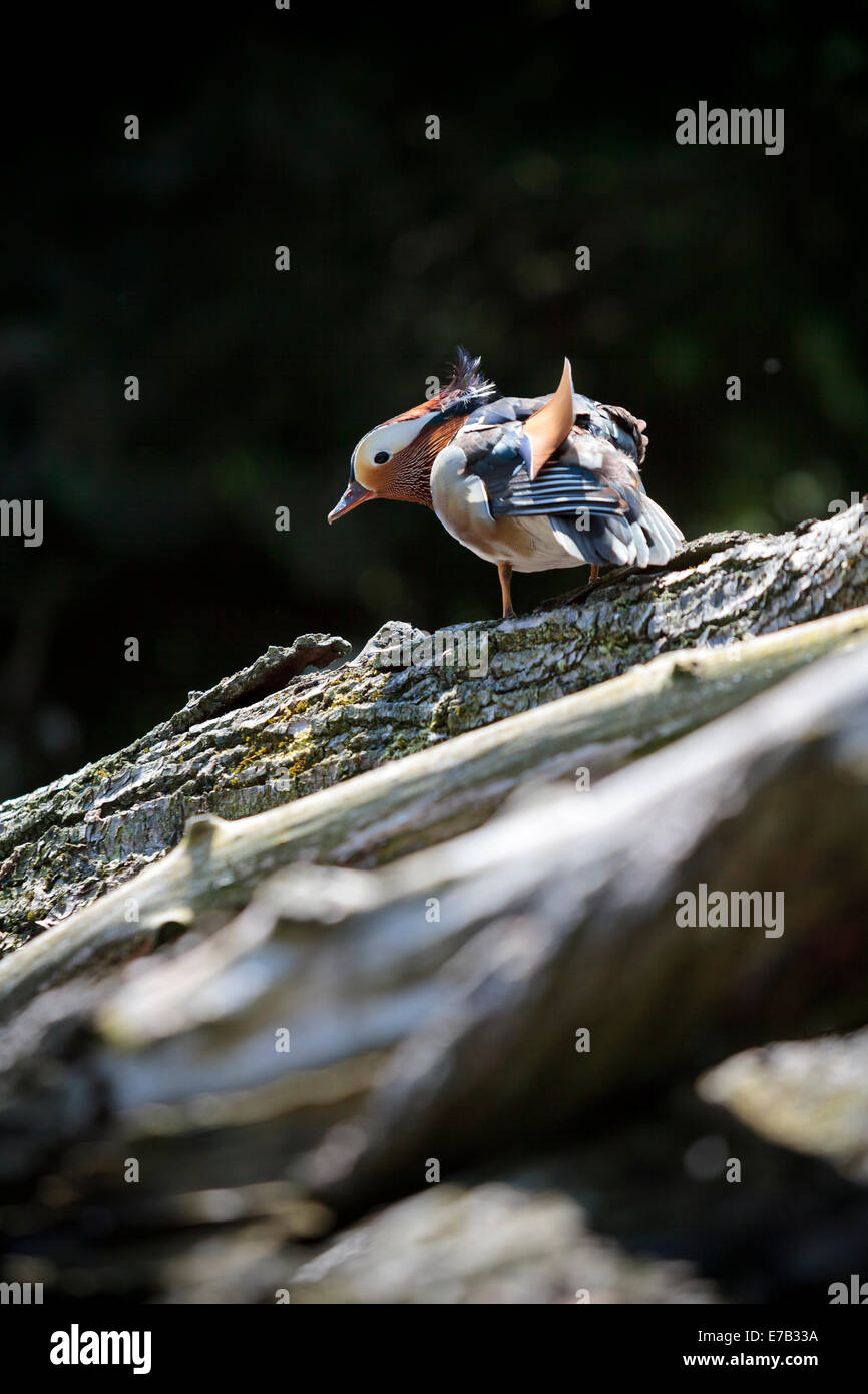 Bird in nature serene waiting Stock Photo - Alamy