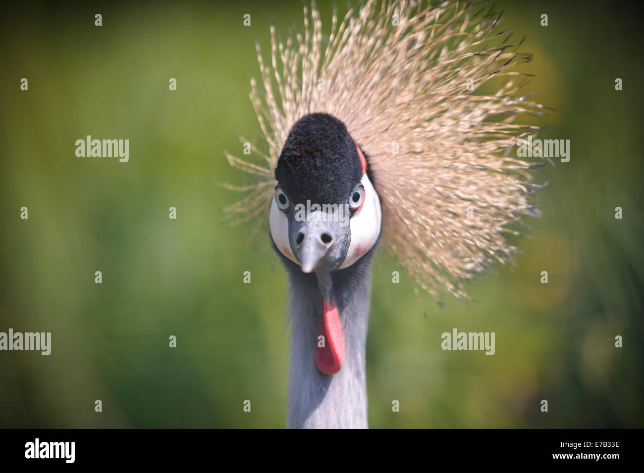 Bird in nature serene waiting Stock Photo - Alamy