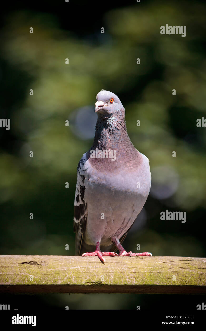 Bird in nature serene waiting Stock Photo - Alamy