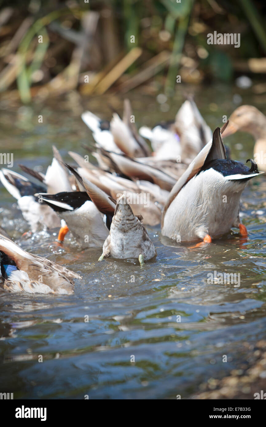 Bird in nature serene waiting Stock Photo - Alamy