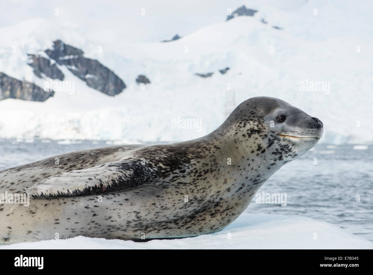 Leopard seal in Antarctica Stock Photo - Alamy