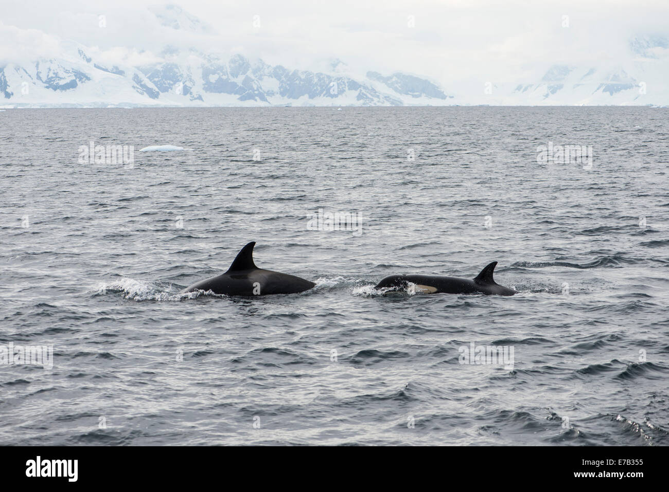 Antarctic orca hi-res stock photography and images - Alamy