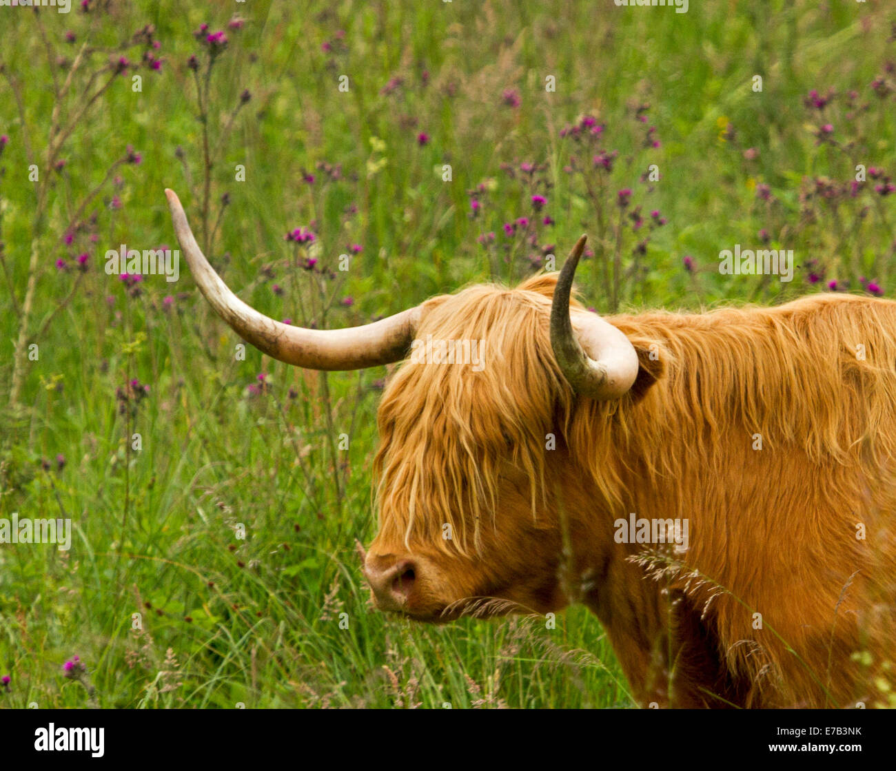 Close up of head, with huge curved horns, of Highland cow with chestnut ...