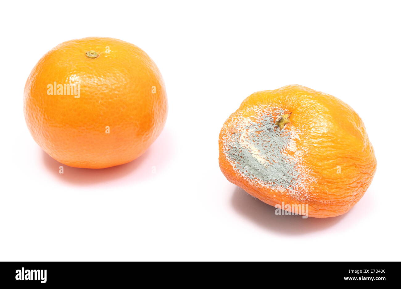 Two mandarins - fresh and moldy isolated on white background Stock ...