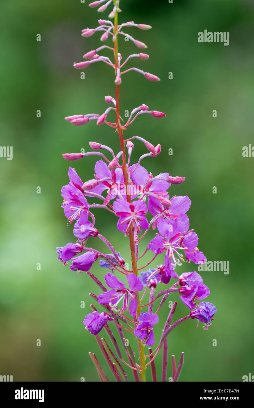 Purple flower in Banff Alberta Canada Stock Photo - Alamy
