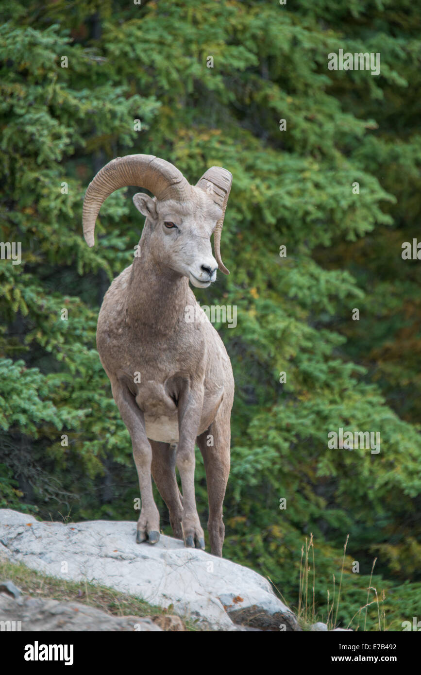 Canadian mountain sheep hi-res stock photography and images - Alamy