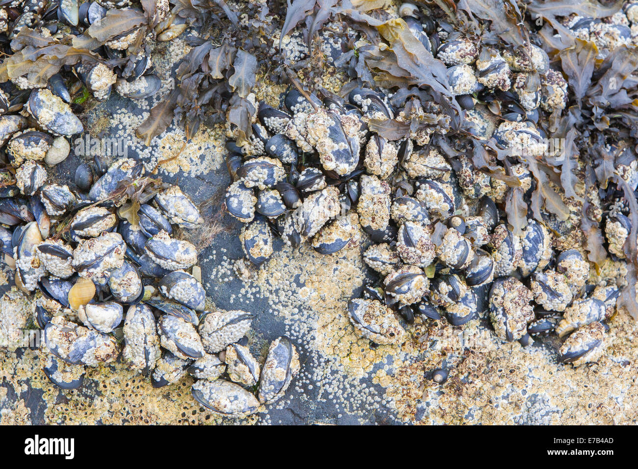 Cluster Of Shells Muscles