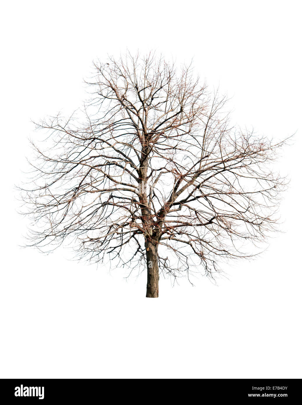 dead tree isolated on white background Stock Photo - Alamy