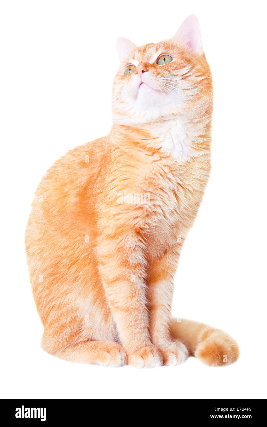 One cute cat looks Cut Out Stock Images & Pictures - Alamy