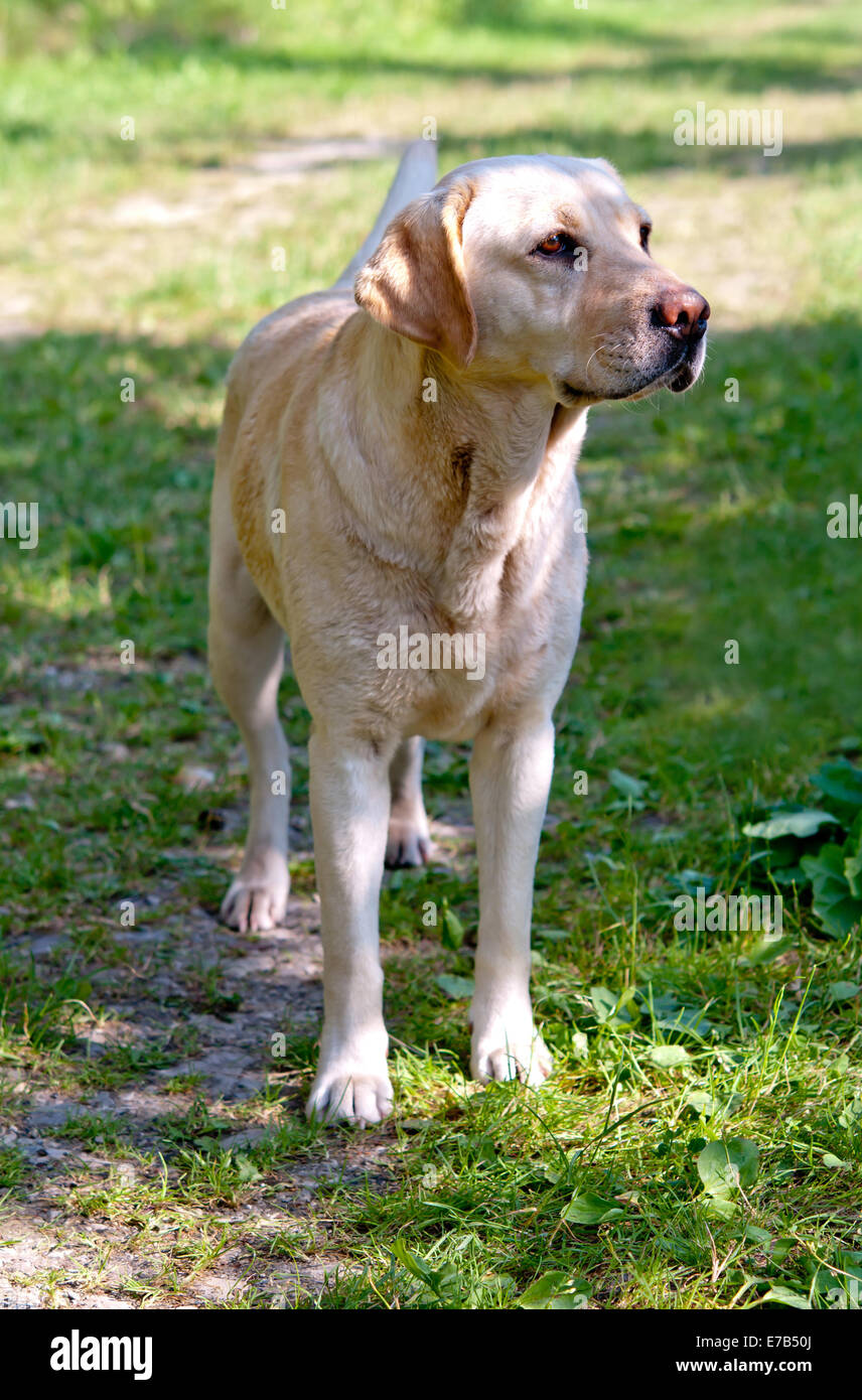 Labrador in green grass hi-res stock photography and images - Alamy