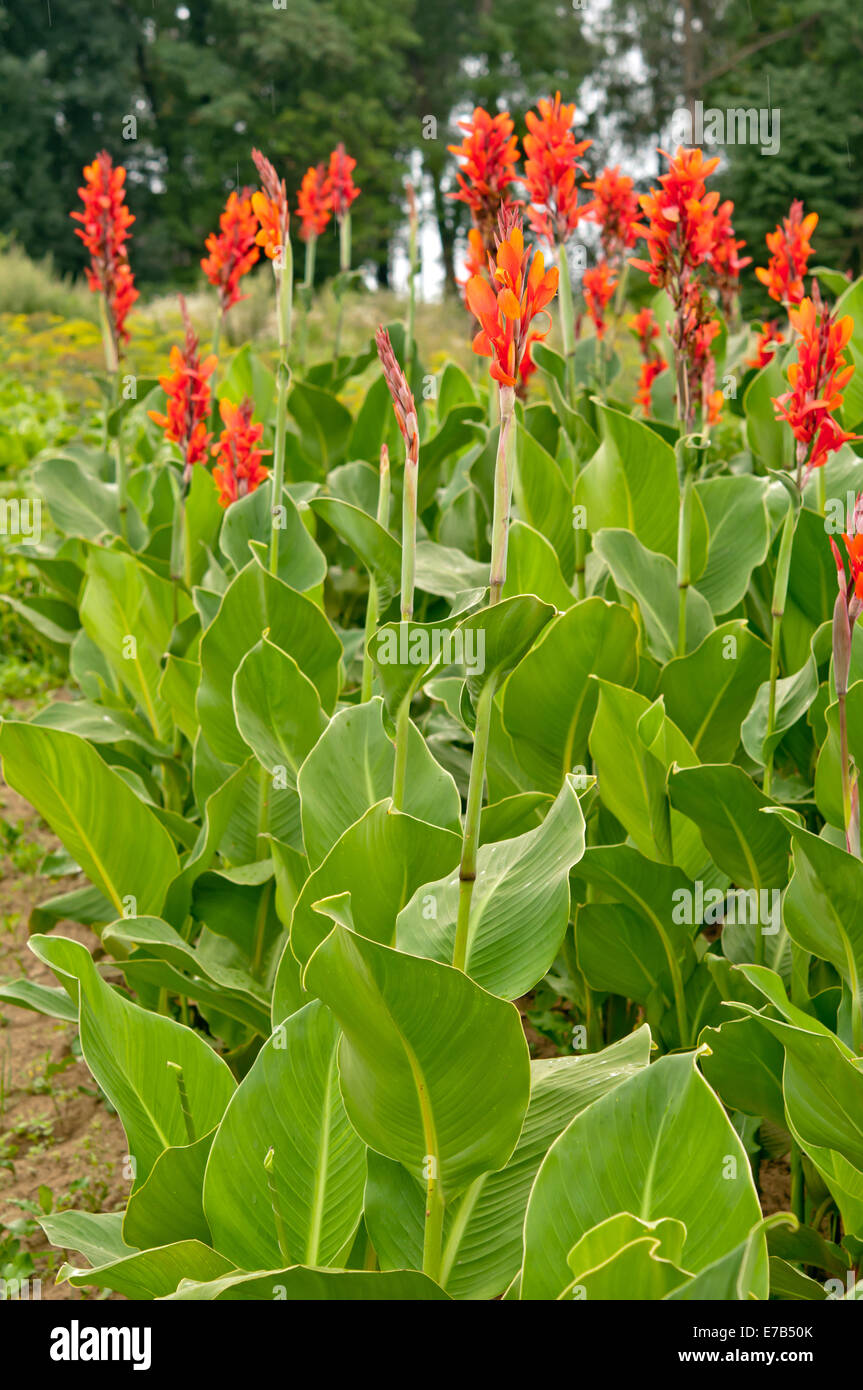 field of blooming lily flowers Stock Photo - Alamy