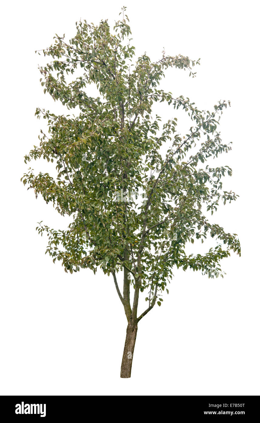 pear tree isolated on white Stock Photo - Alamy