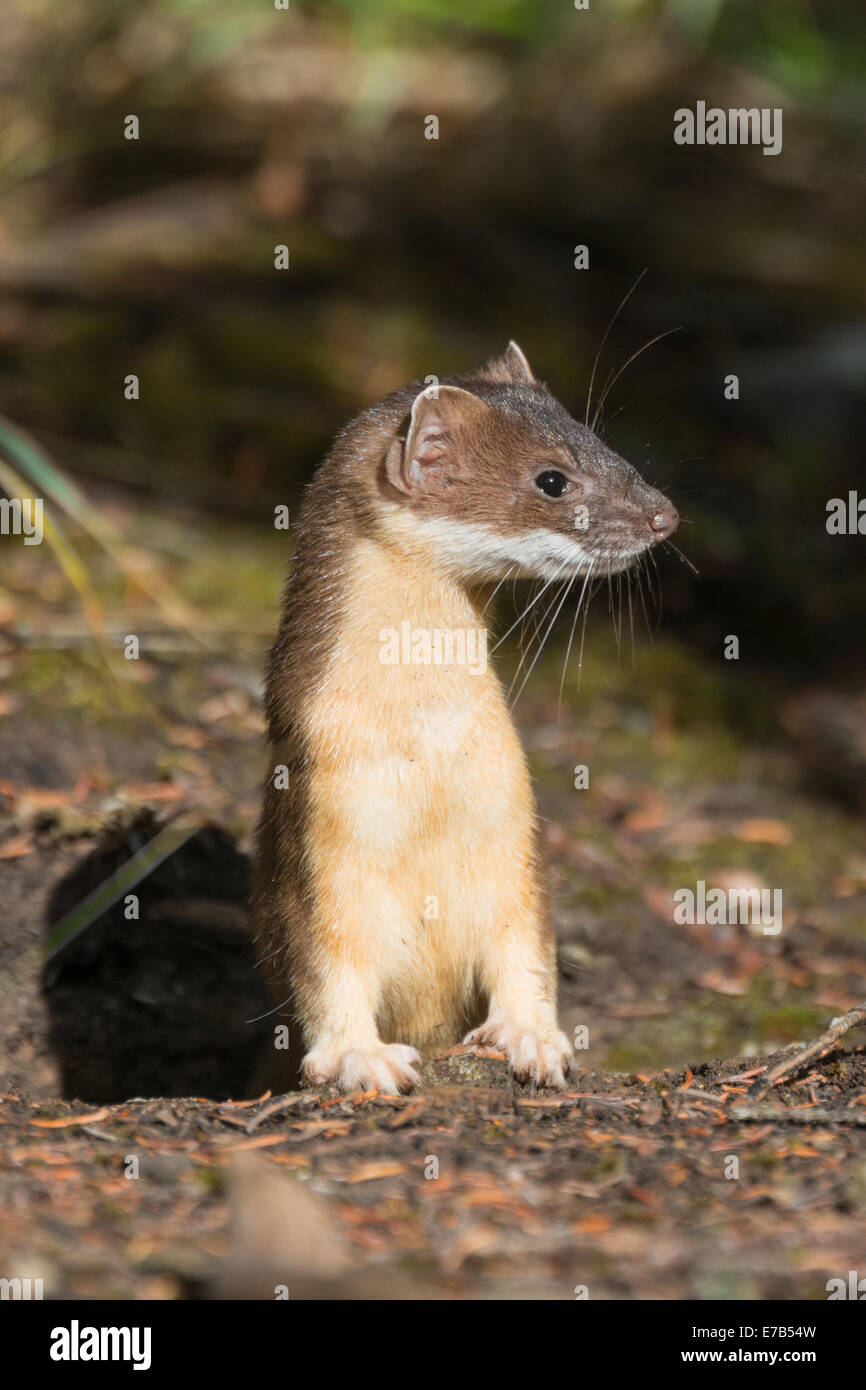 Long-tailed weasel in the Canadian Rockies Stock Photo - Alamy