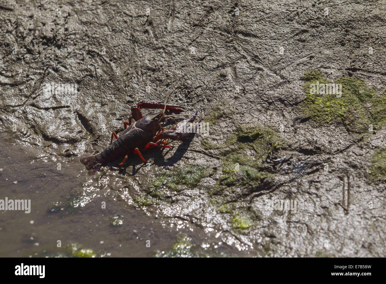 A crayfish walks in a a nearly dry riverbed near farmlands caused by ...