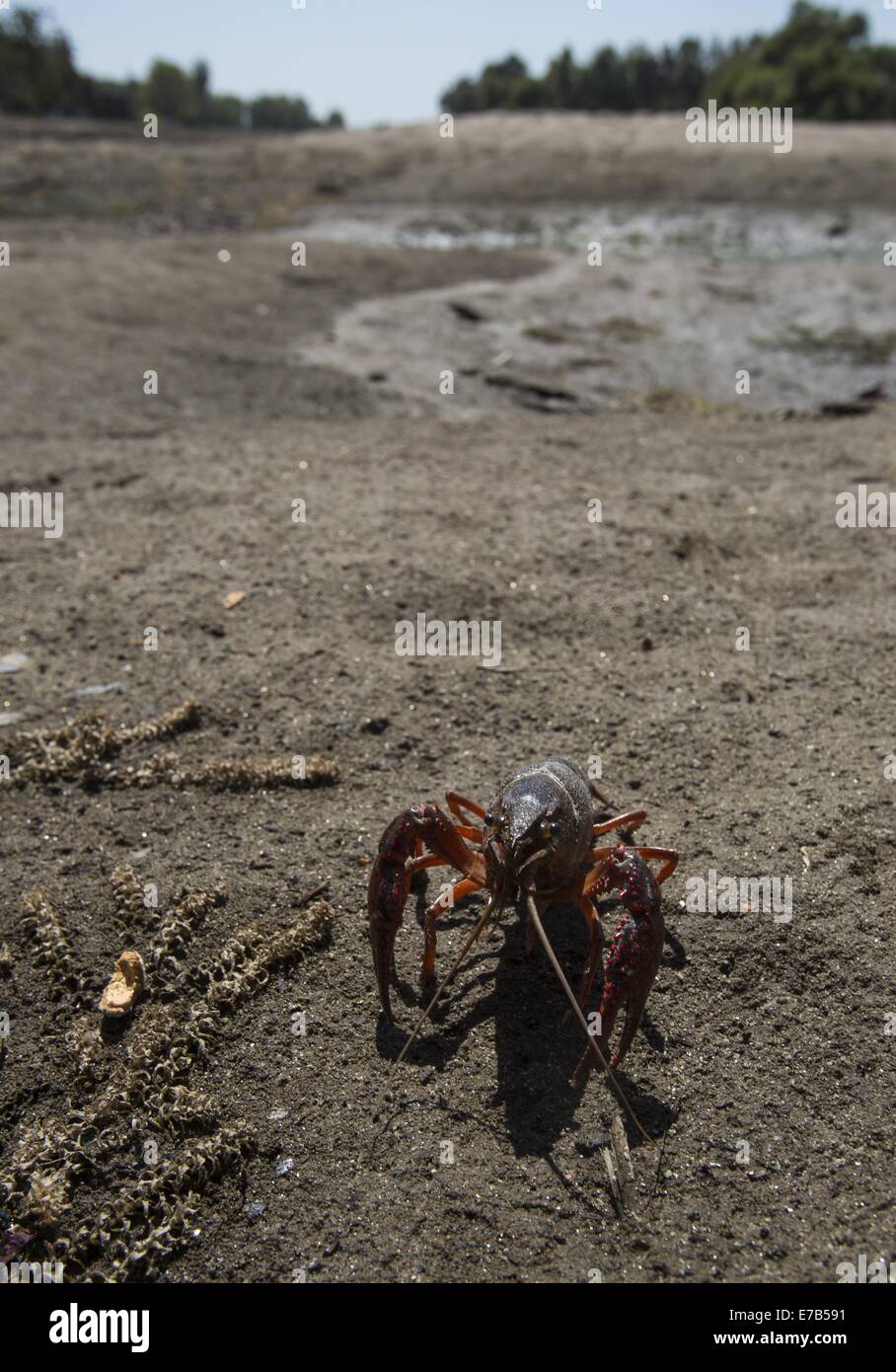 A crayfish walks in a a nearly dry riverbed near farmlands caused by ...