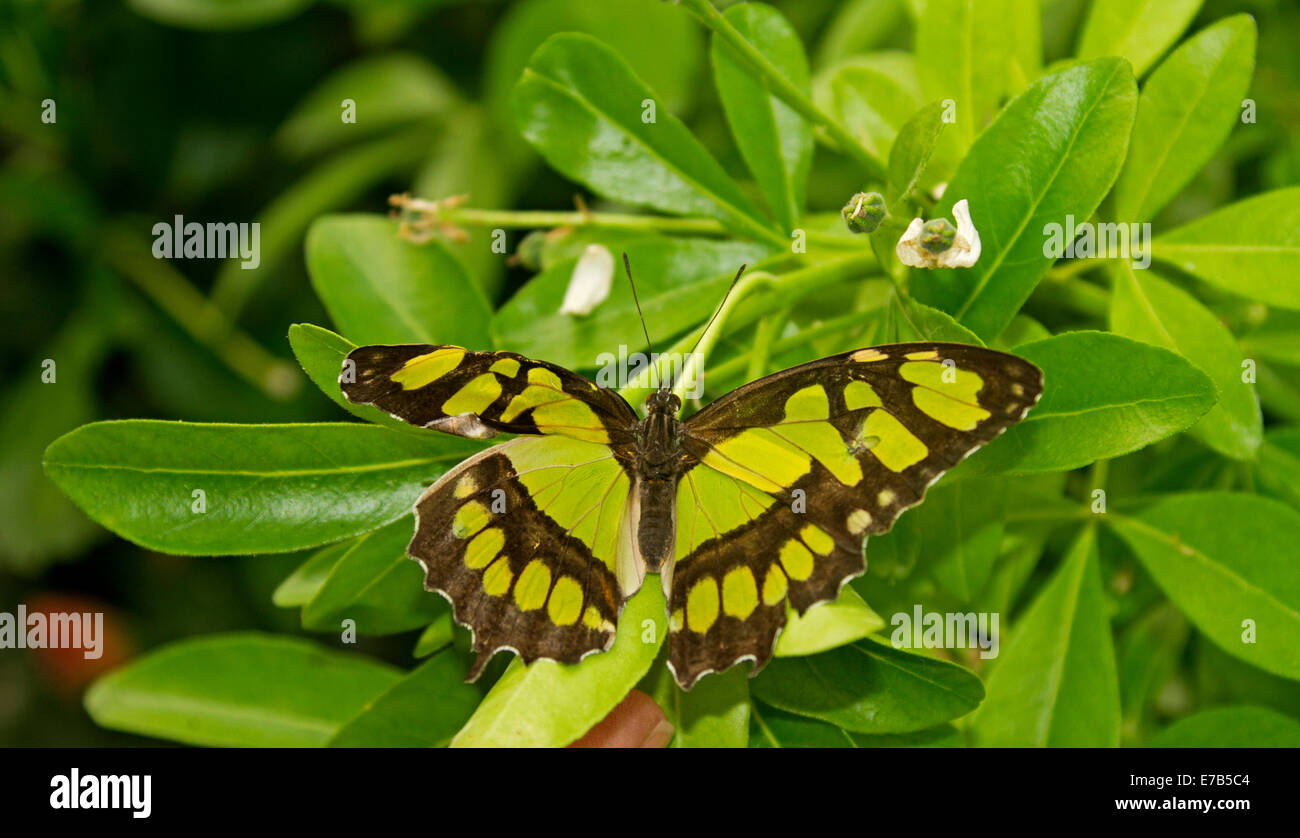 Amazonian butterfly, emerald hi-res stock photography and images - Alamy