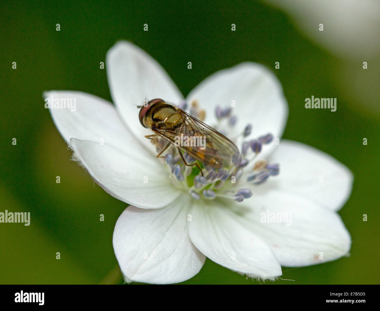 Insect pollination hi-res stock photography and images - Alamy