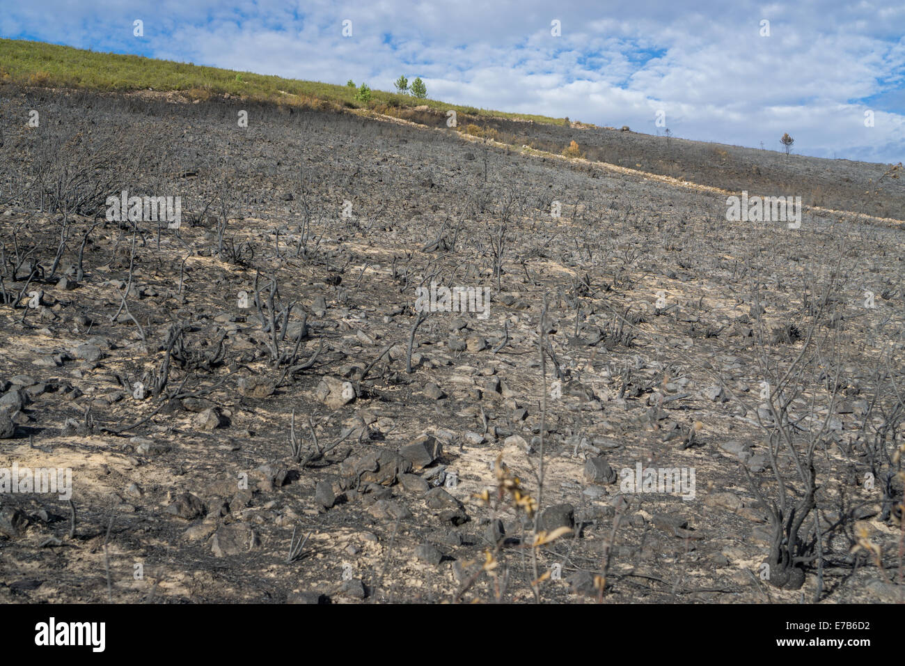 Detailed view of bush area with rock rose plants burnt after fire ...