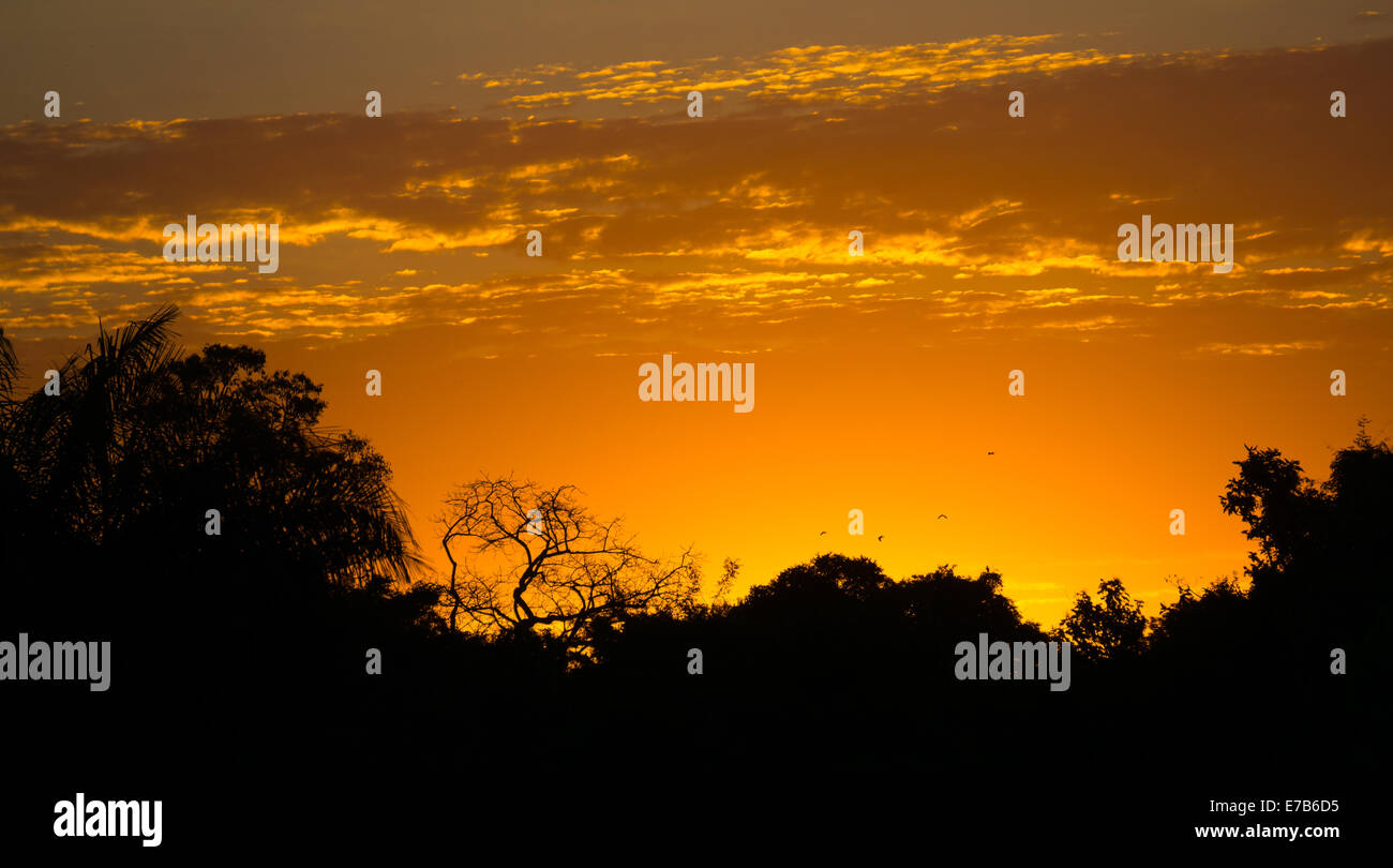 High contrast Sunset in Brazilian Pantanal Stock Photo - Alamy