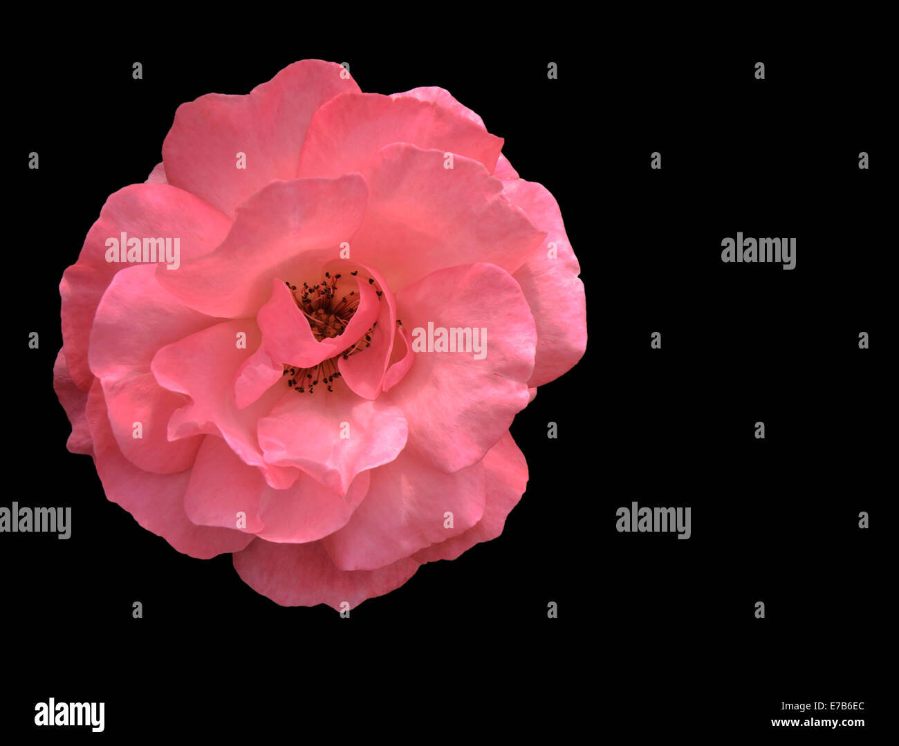 Closeup of pink rose, cutout and placed over black background Stock ...
