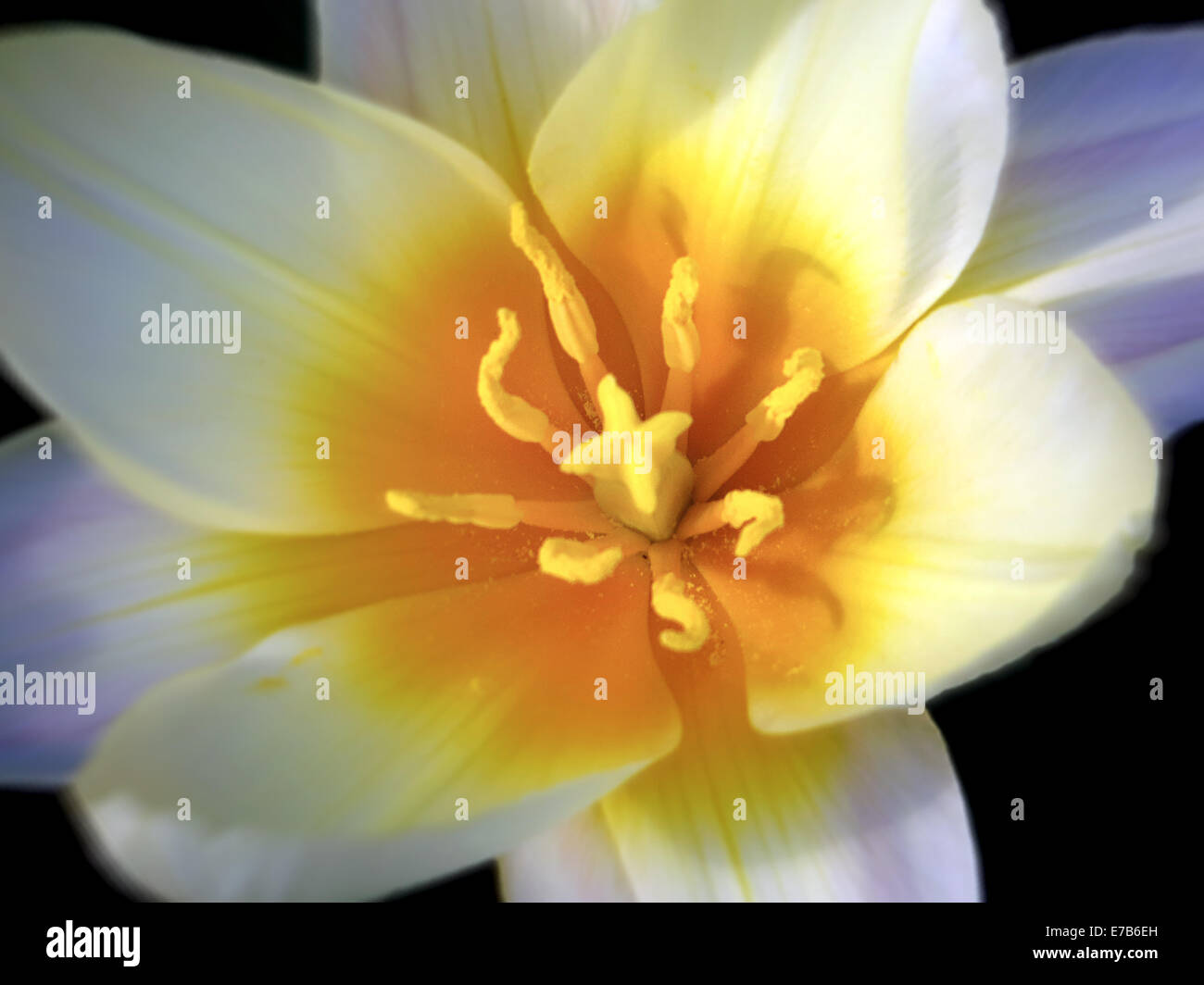 White flower with yellow center hi-res stock photography and images - Alamy