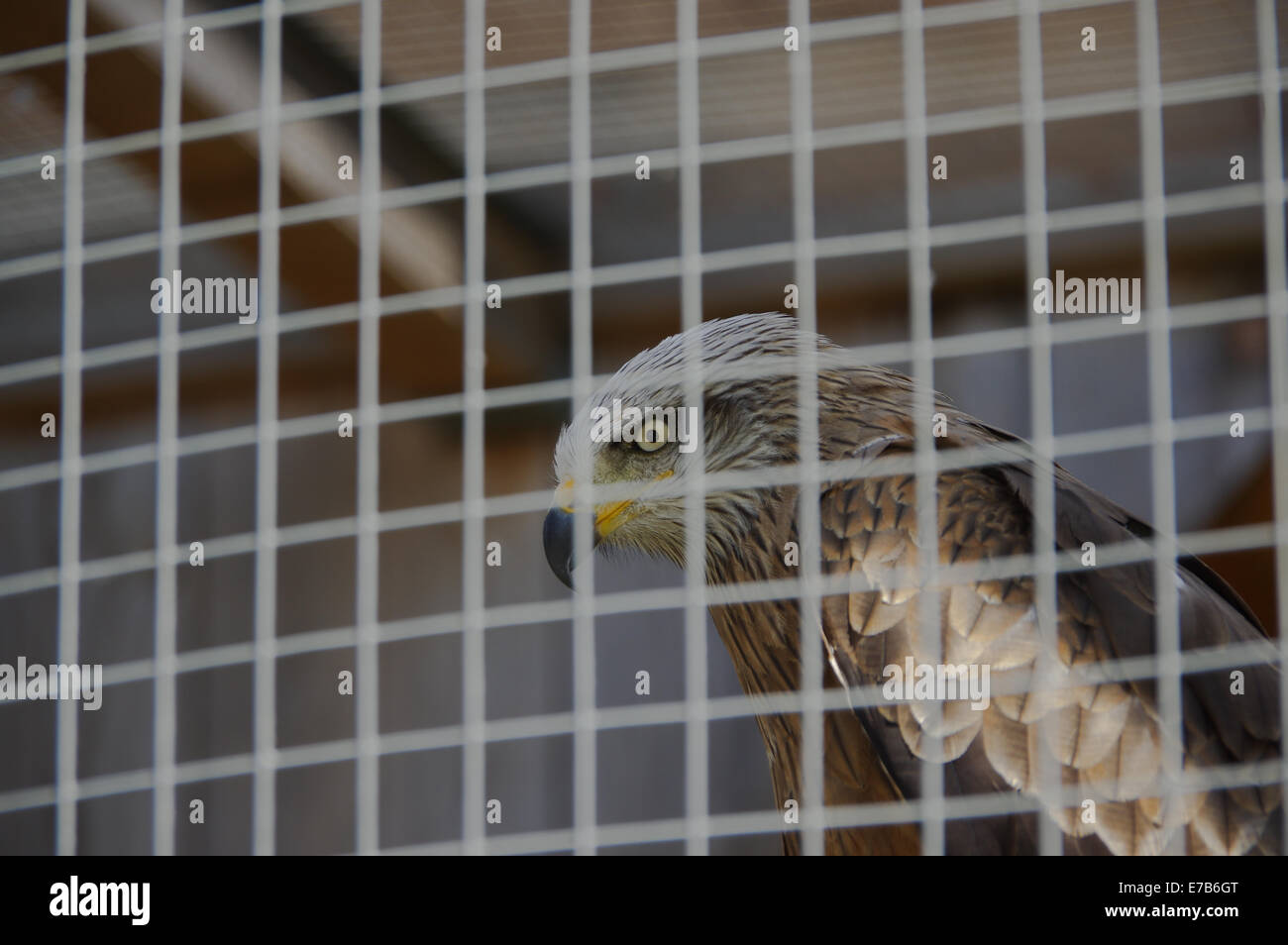 Eagle sitting in a cage Stock Photo - Alamy