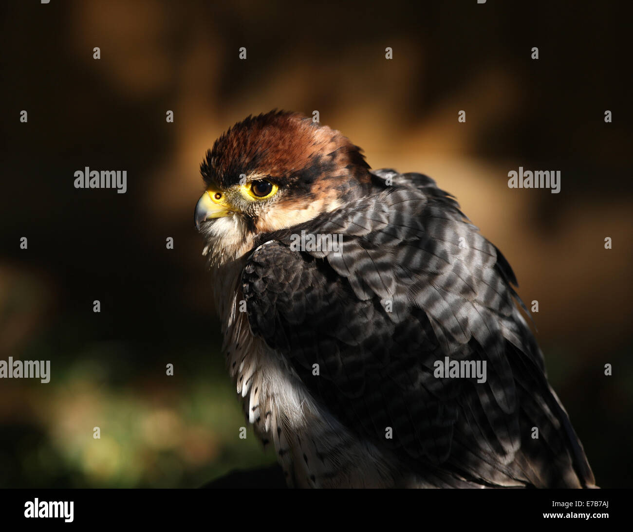 Portrait of a Lanner Falcon in shady sunlight Stock Photo - Alamy