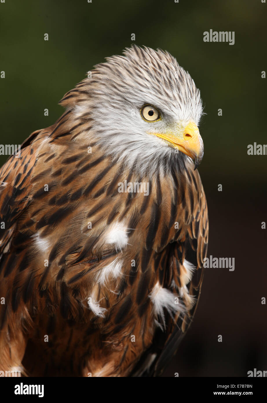 Portrait of a Red Kite Stock Photo - Alamy