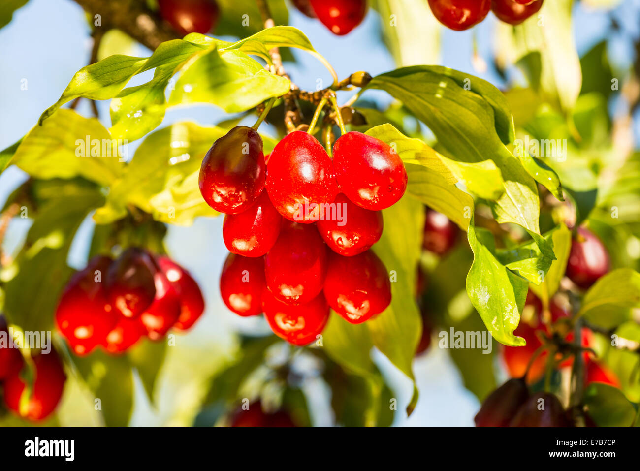 Cornell red hi-res stock photography and images - Alamy