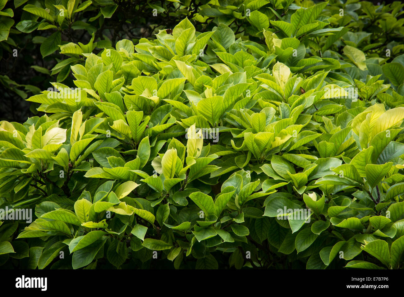 Deep green leaves in the garden. Natural theme Stock Photo - Alamy