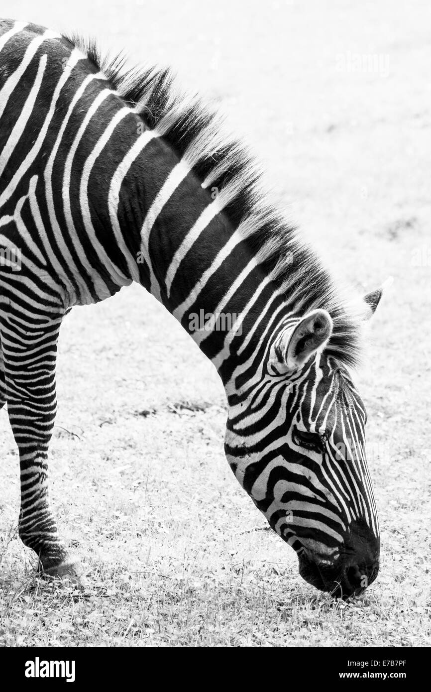 Mammalia family Black and White Stock Photos & Images - Alamy