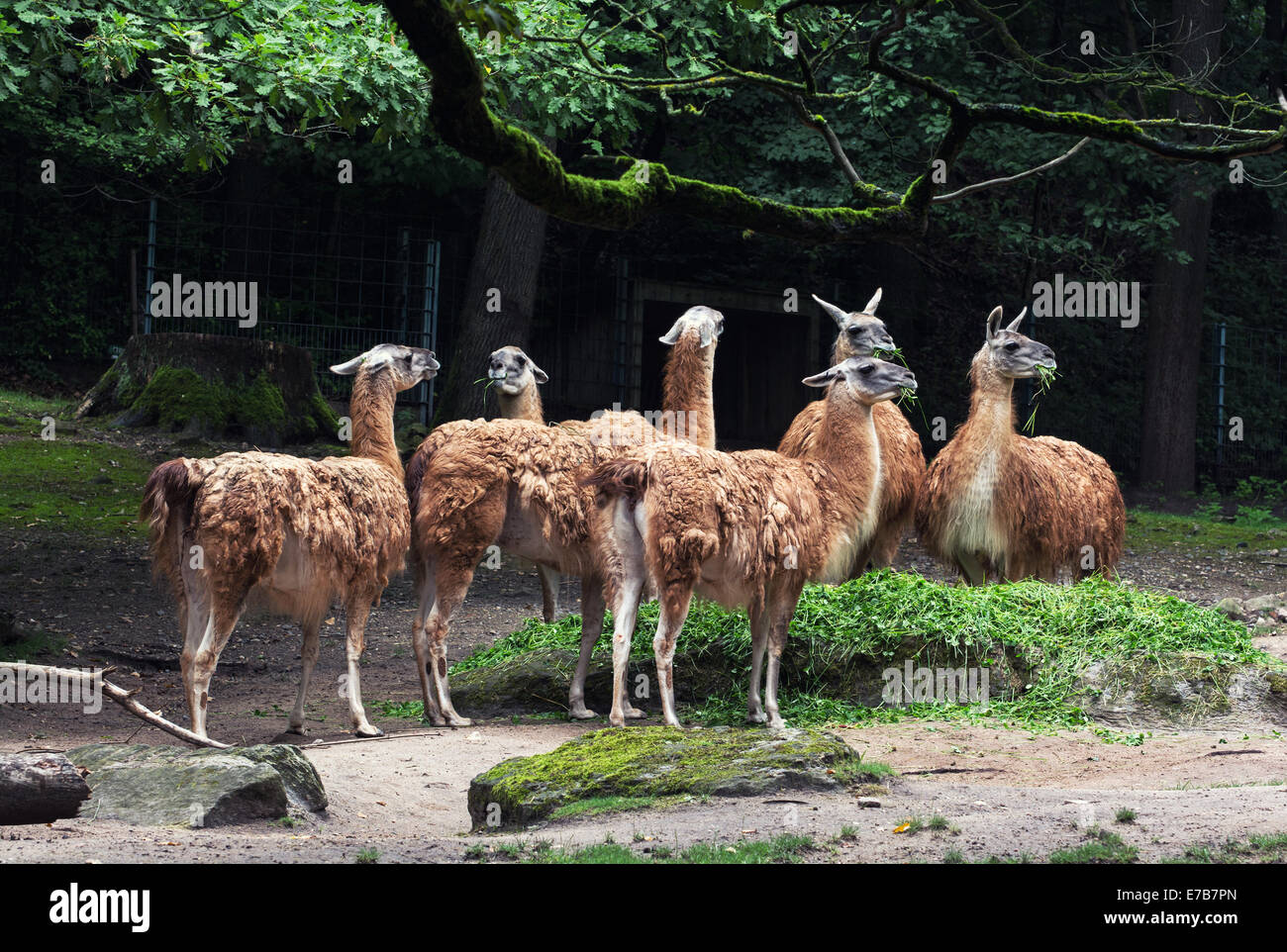 The Guanaco (Lama guanicoe) is a camelid native to South America Stock ...