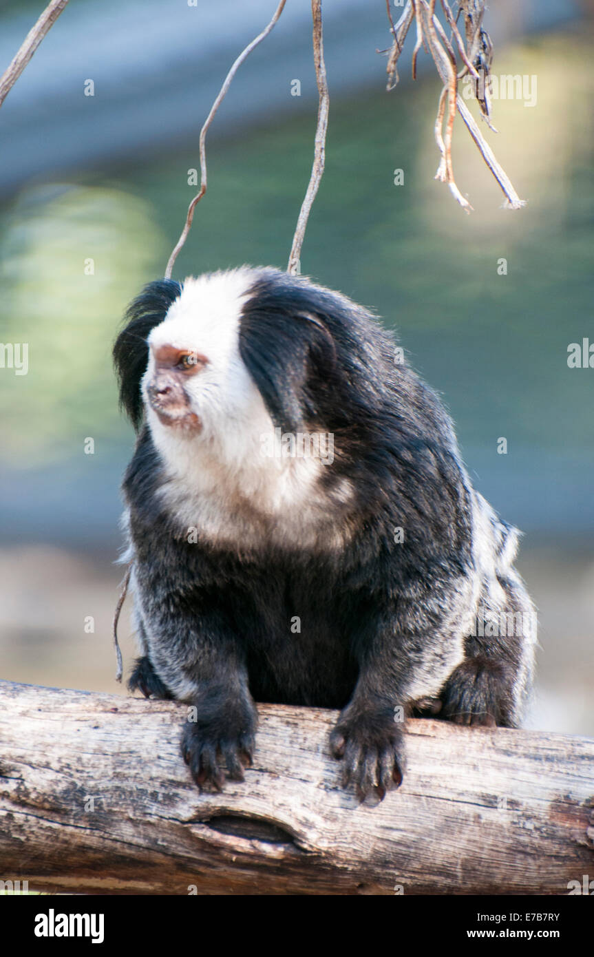 Monkey hanging hi-res stock photography and images - Alamy