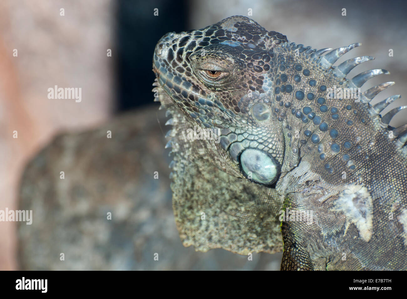 large iguana with spikes all over his body Stock Photo - Alamy