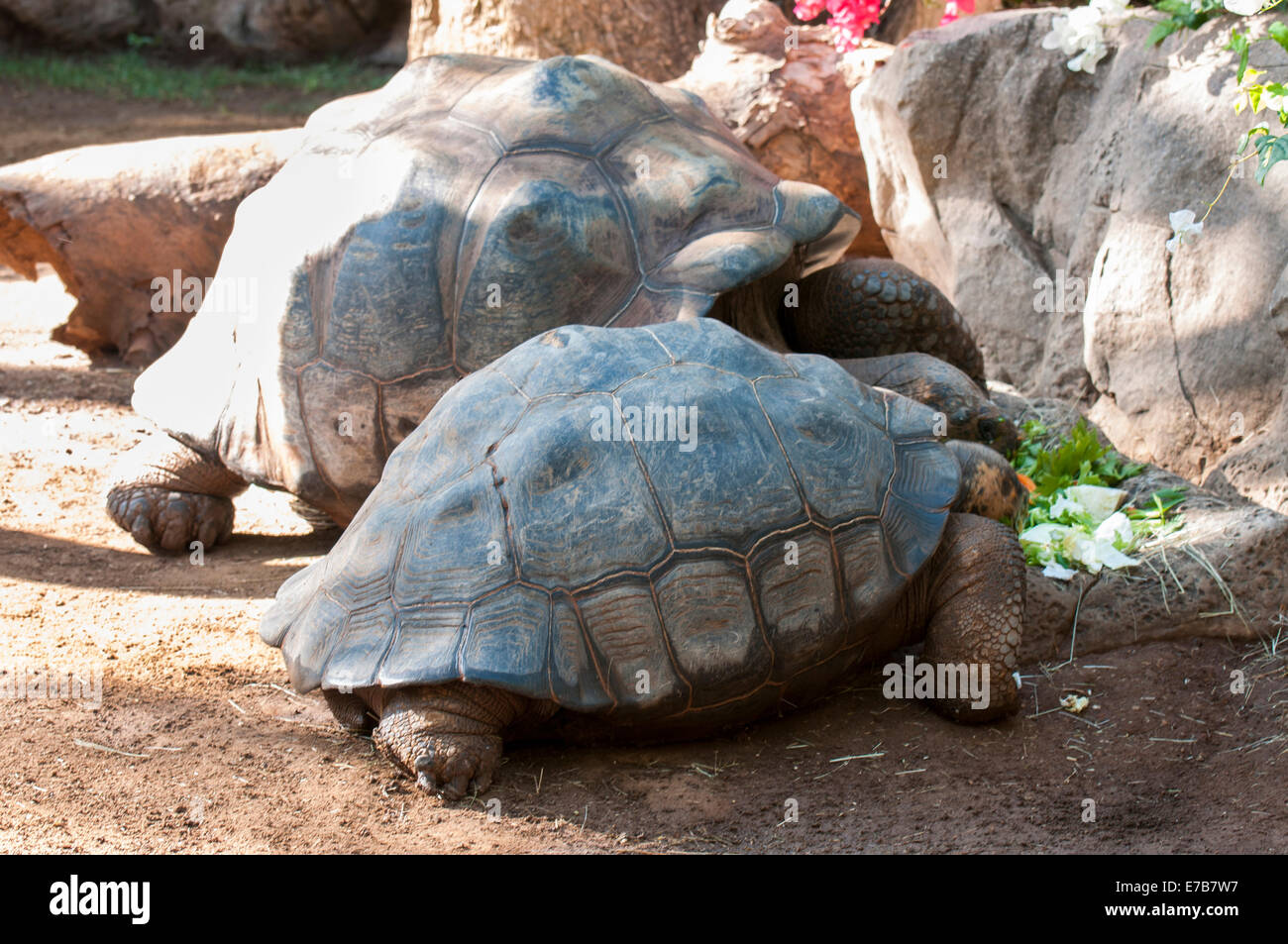 very old tortoise eating vegetables Stock Photo - Alamy